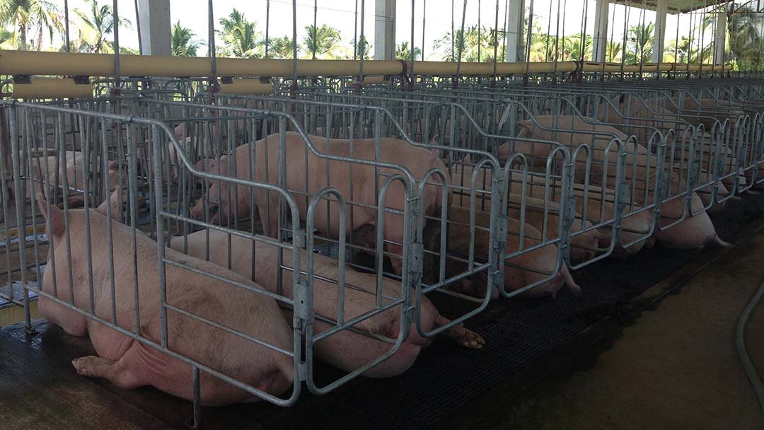 How to Choose the Right Gestation Crate for Your Pig Farm