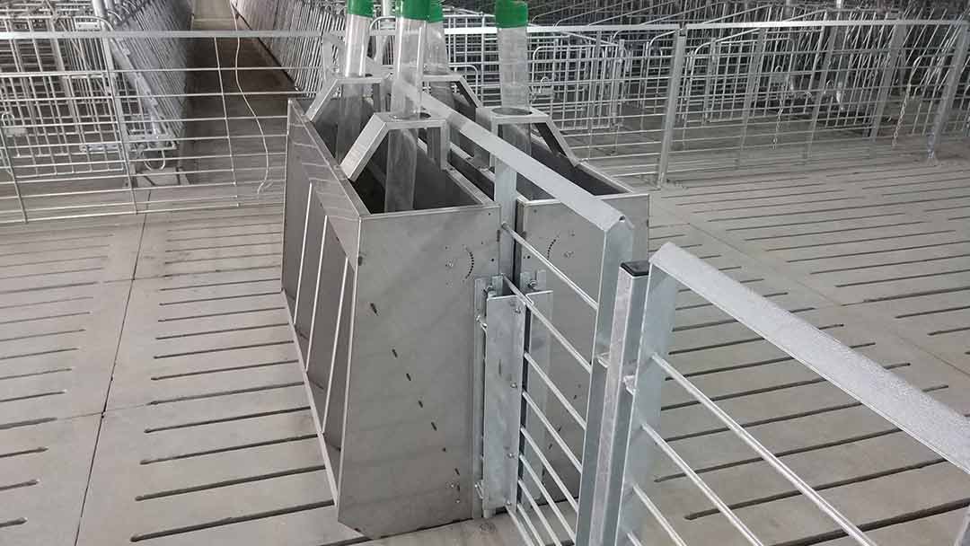 Enhanced Pig Growth with Finisher Stalls: Prioritizing Comfort and ...