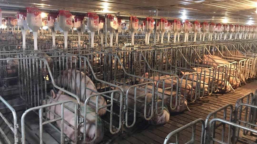 Innovative Pig Farm Design with Deba Brothers®