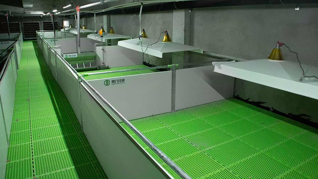 Innovative Pig Farm Design with Deba Brothers®