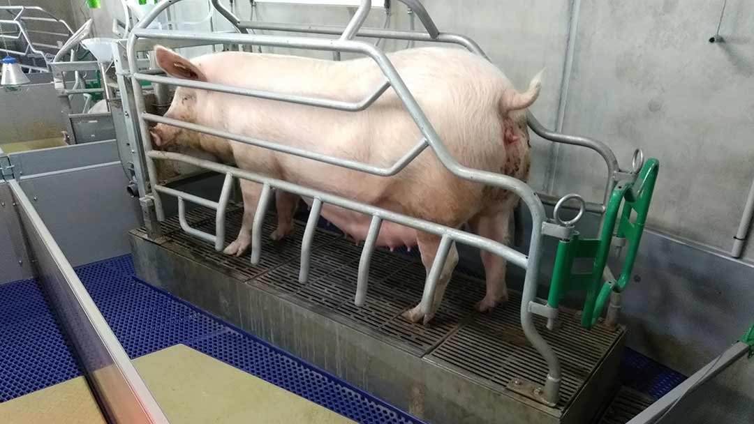 Harnessing Innovation for Piglet Health: The Impact of Pneumatic ...