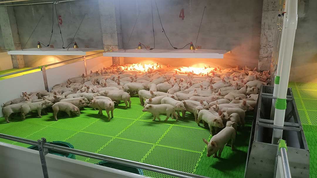 Enhance Pig Farming with High-Quality Plastic Slat Flooring