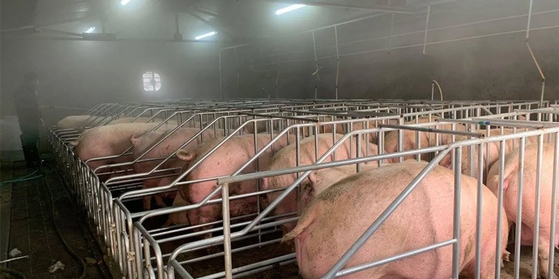 Managing Heat Stress in Hogs: Effective Strategies for Summer Well-being